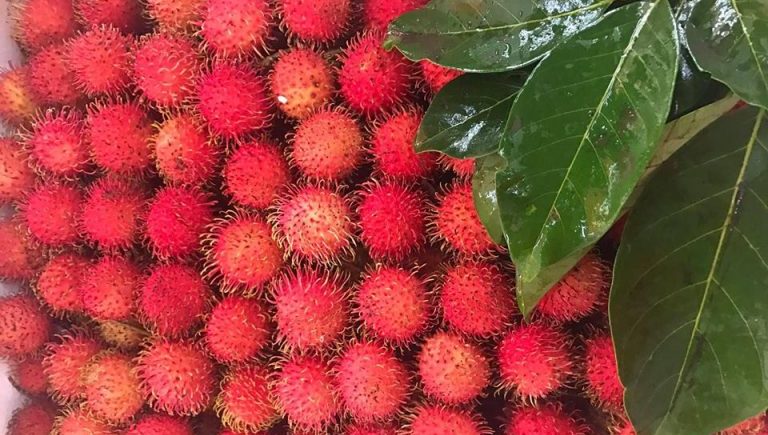 Chôm chôm nhãn Việt Nam - Thực phẩm HNH